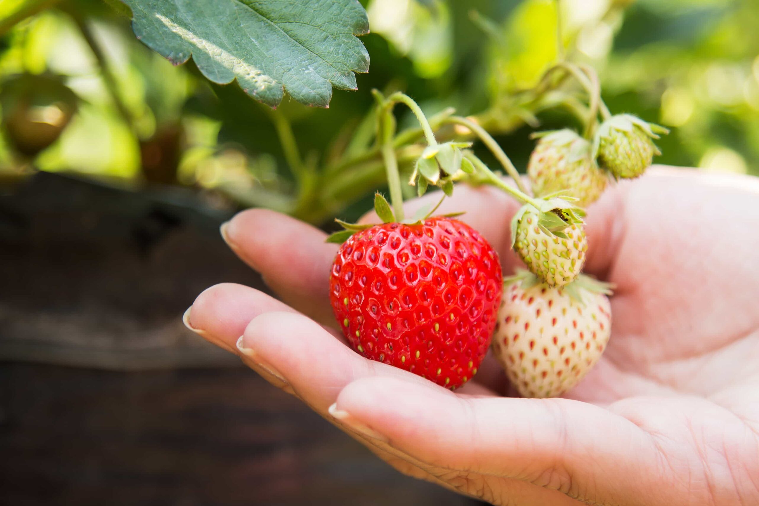 Plantation des fraisiers - Conseils et astuces - La Halle aux Plantes